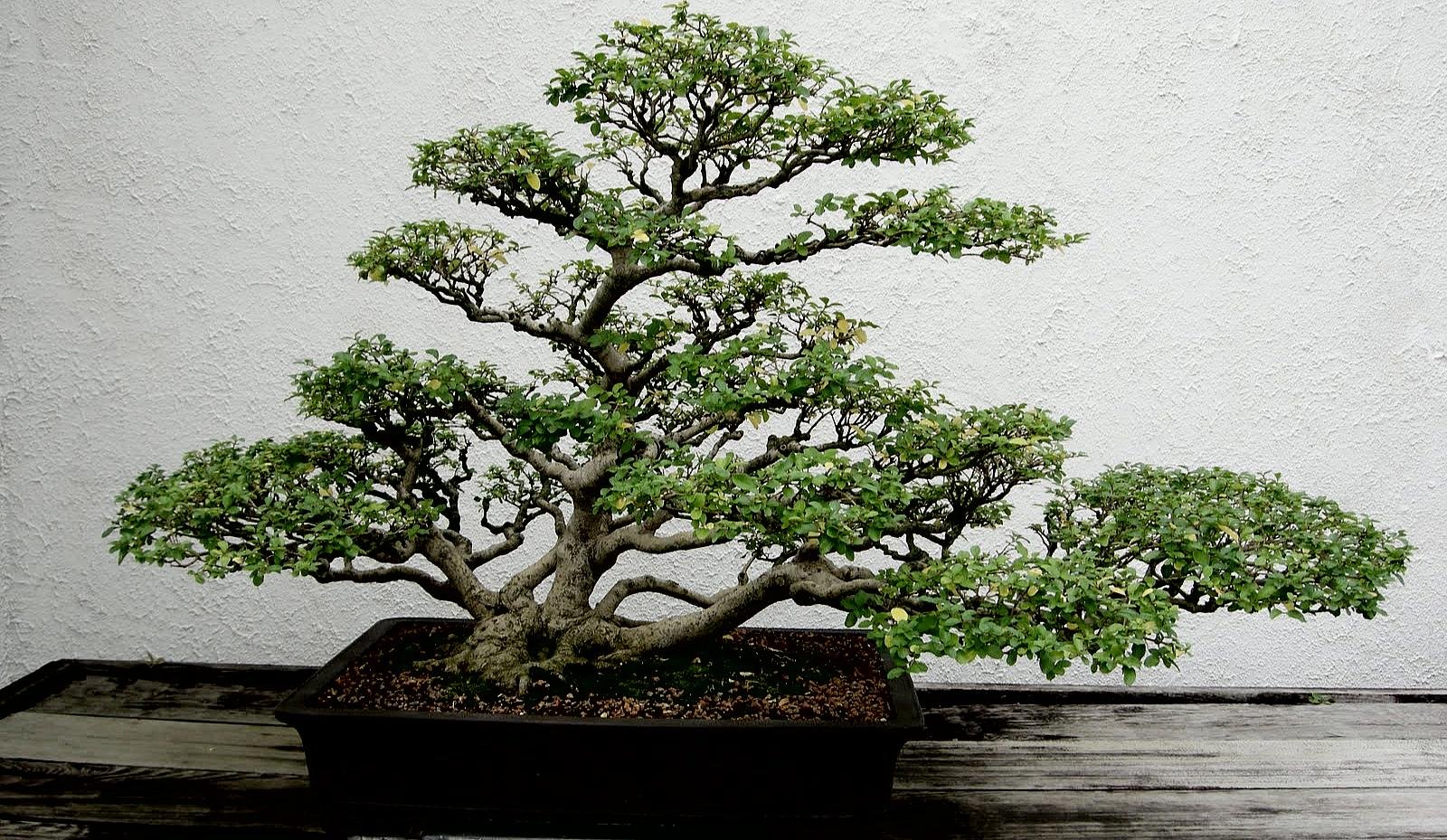 A Symbol of Harmony and Elegance - Bonsai | How To Build A House
